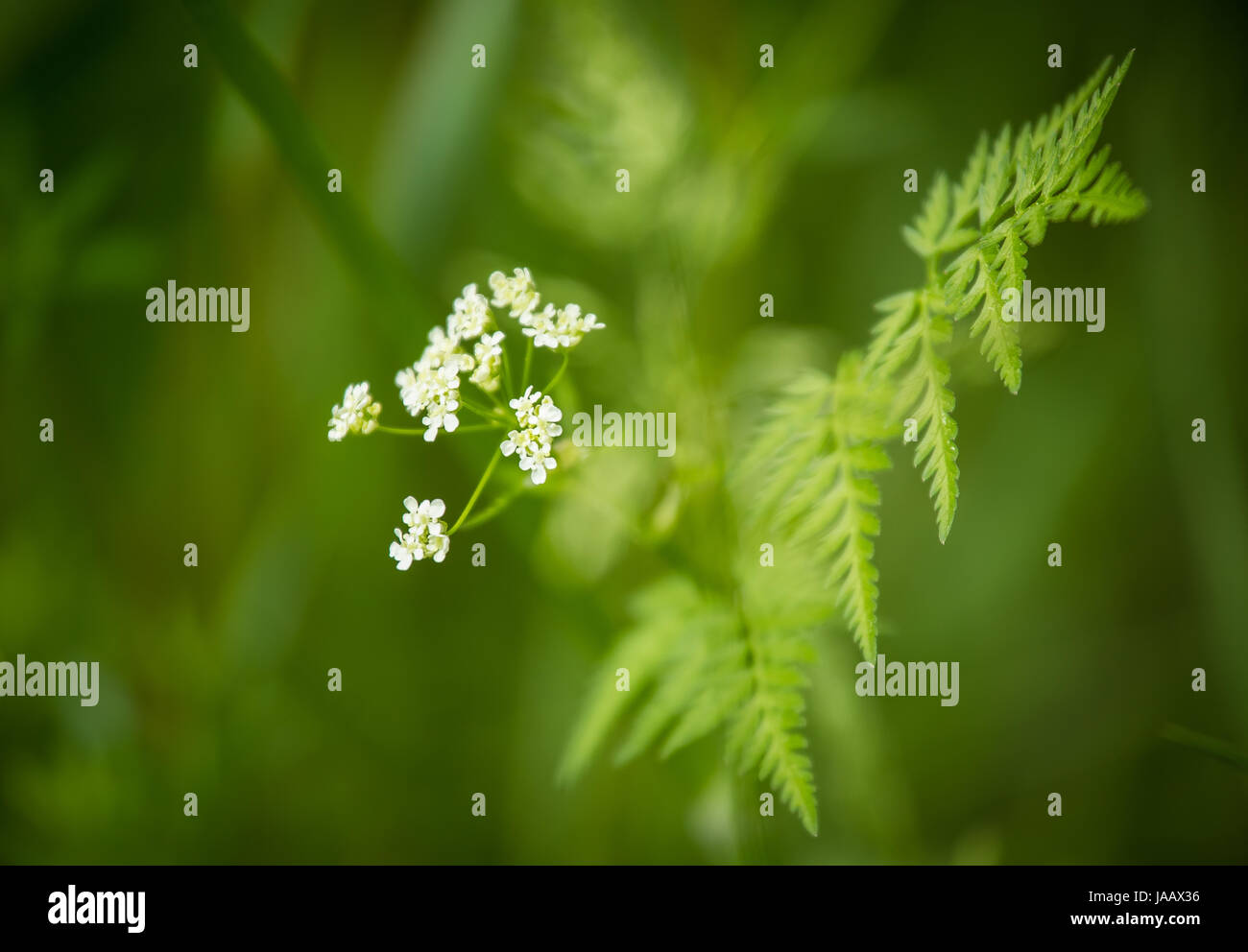 A beautiful vibrant closeup of white chervil flowers on a natural ...