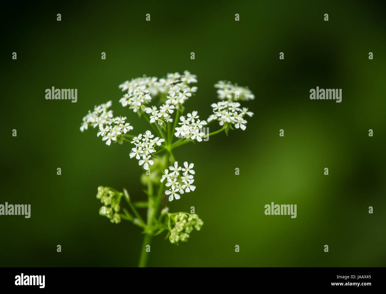 A beautiful vibrant closeup of white chervil flowers on a natural ...