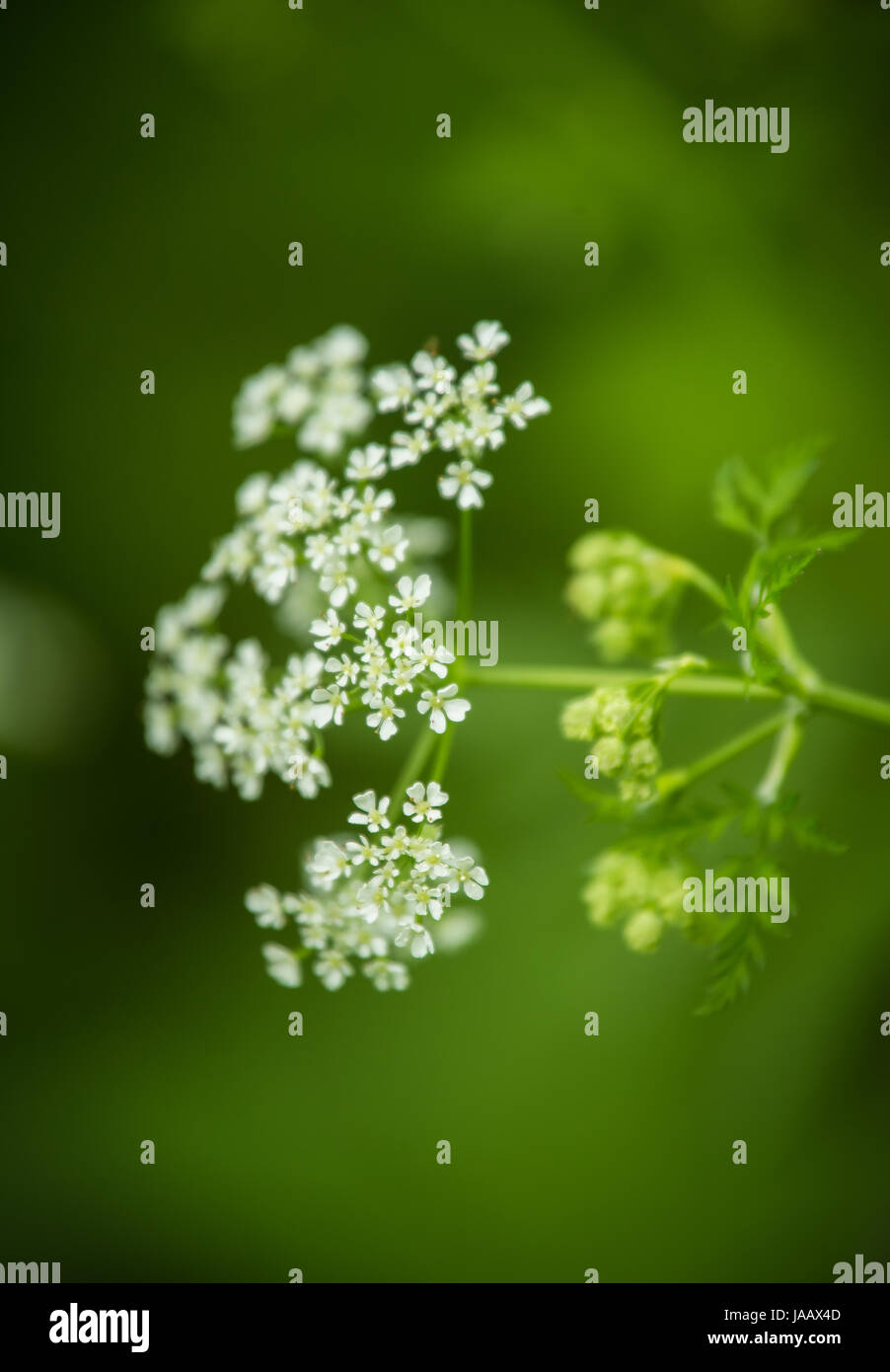 Chervil blossom hi-res stock photography and images - Alamy