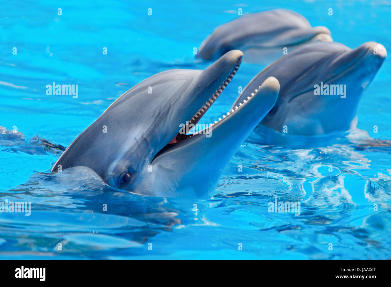 blue, laugh, laughs, laughing, twit, giggle, smile, smiling, laughter ...