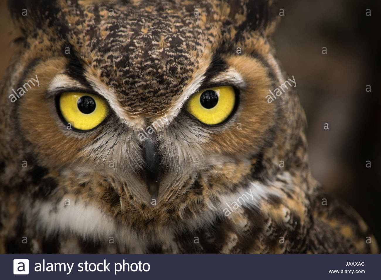 Hoot Owl Stock Photos & Hoot Owl Stock Images - Alamy