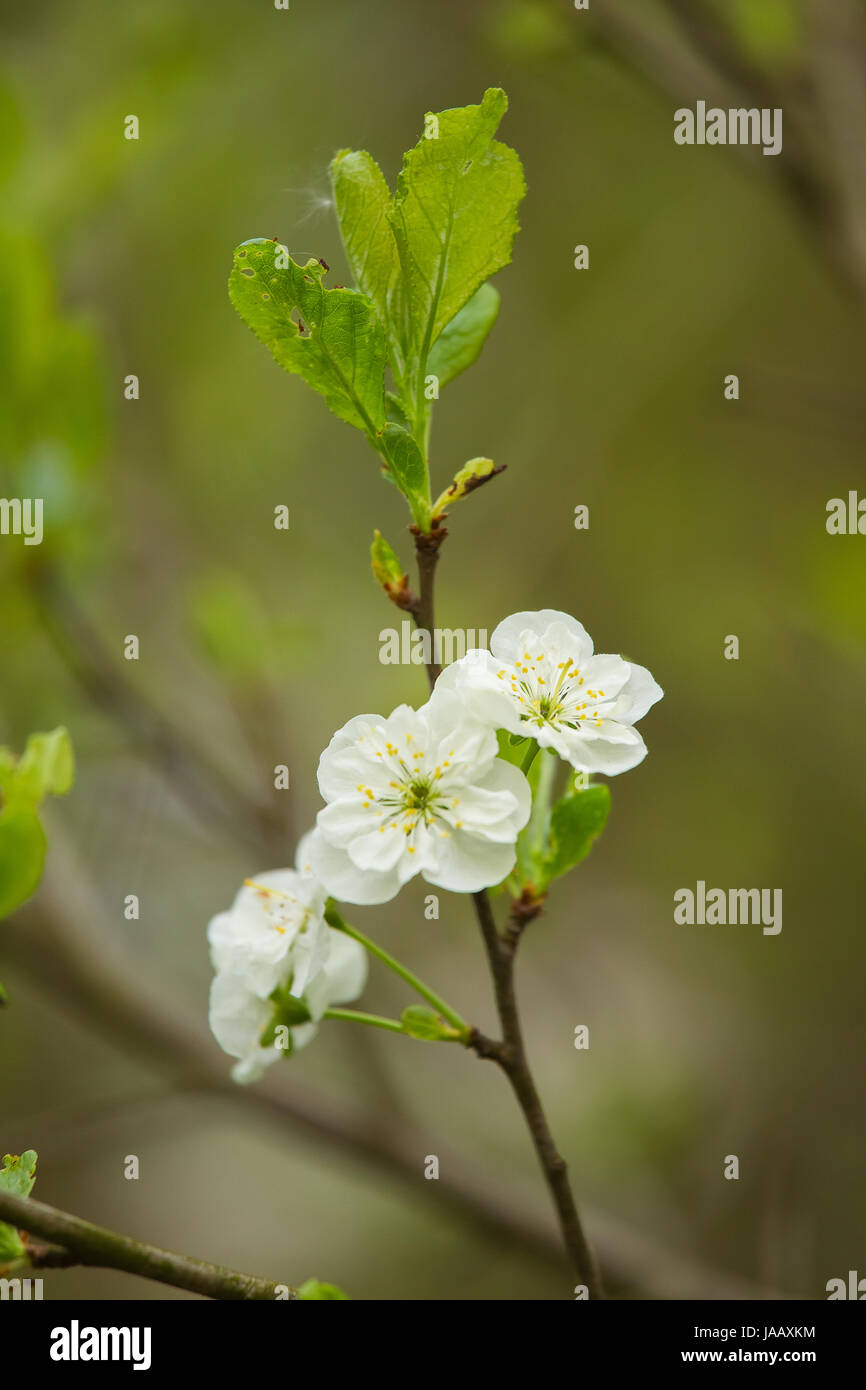 Beautiful wild fruit tree blossoms on a natural background Stock Photo ...