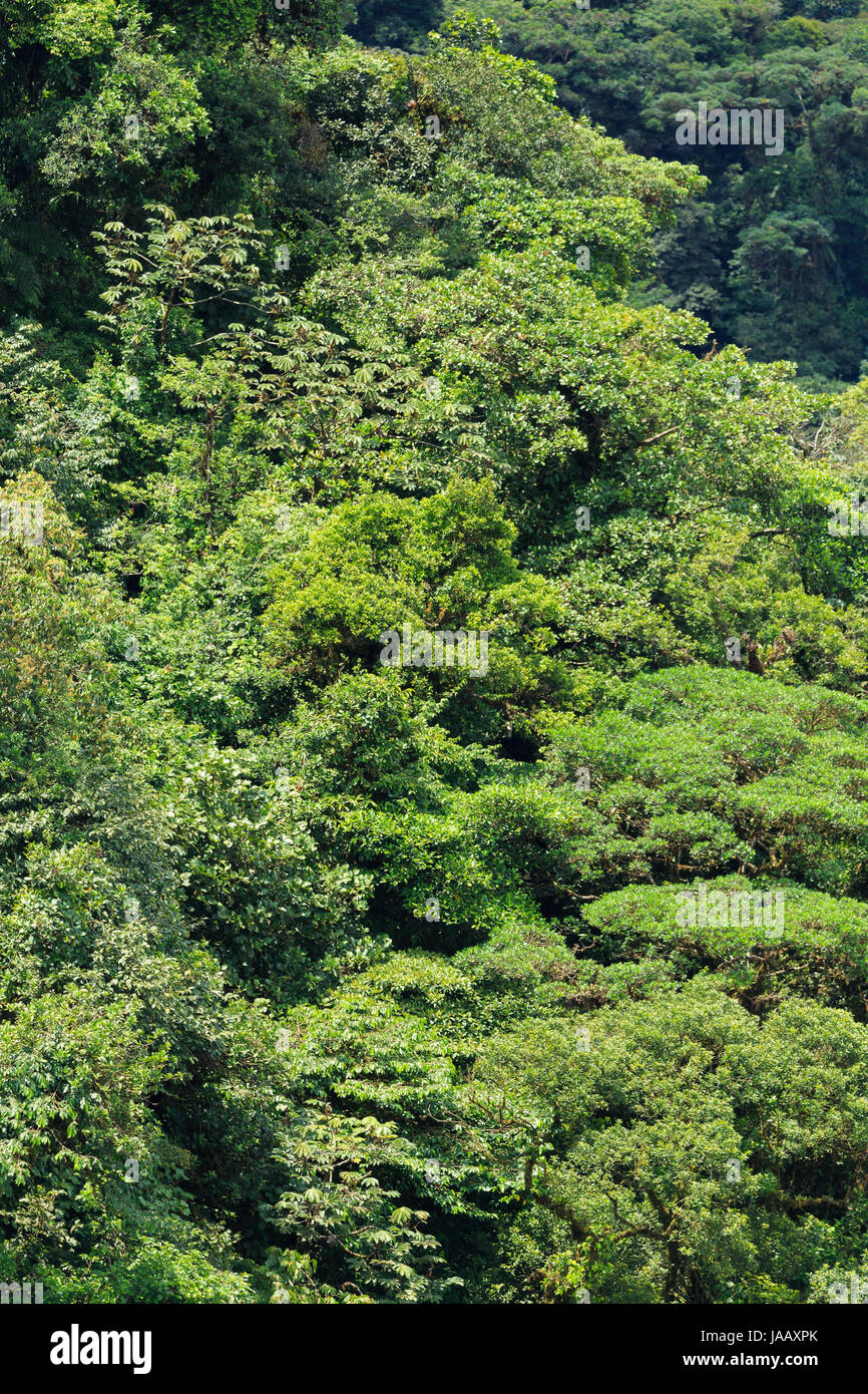 Lush rainforest canopy view Stock Photo - Alamy