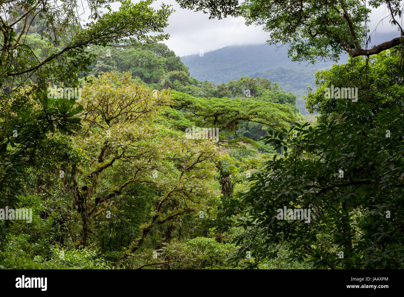 Aerial view dense tree canopy hi-res stock photography and images - Alamy