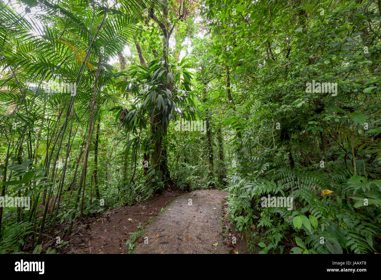 Stone path in rainforest Monteverde Costa Rica Stock Photo - Alamy