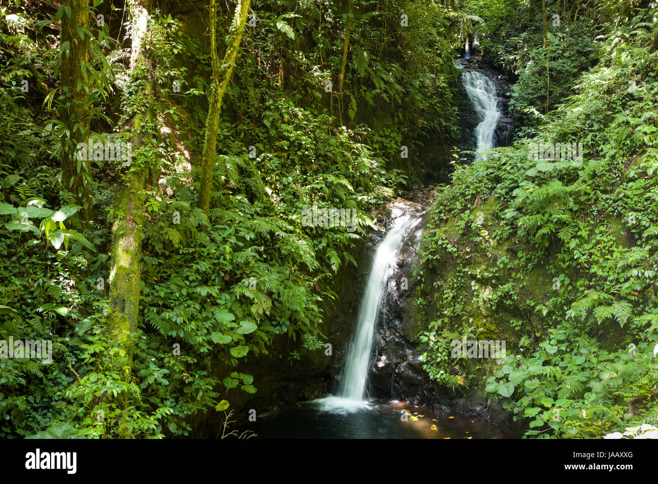 Small waterfall in monteverde cloud forest reserve Stock Photo - Alamy