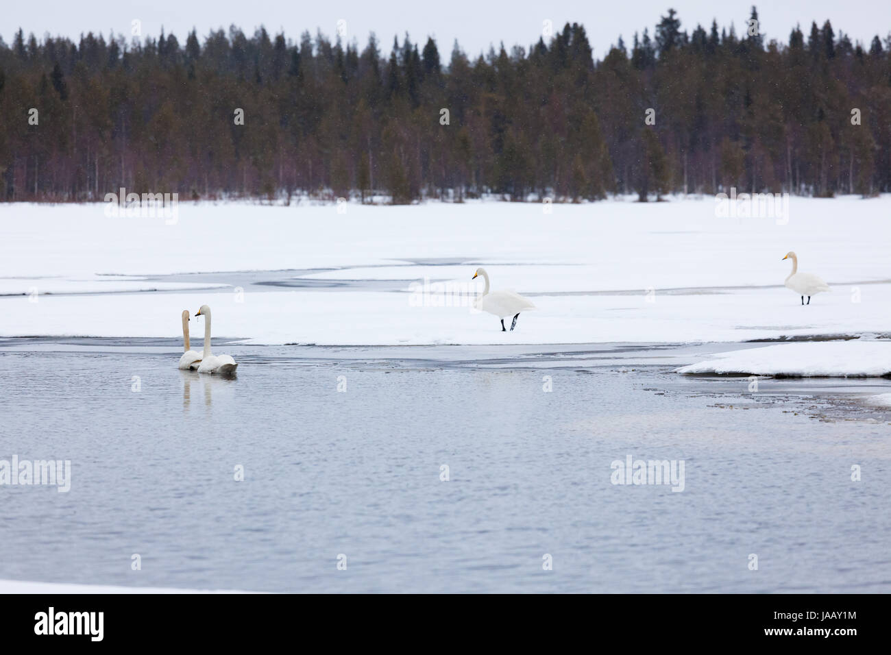 Swans on partially frozen lake Stock Photo - Alamy