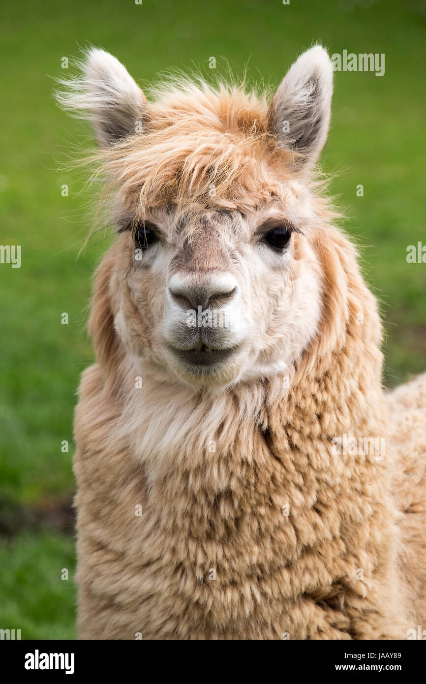 Alpaca in captivity Stock Photo - Alamy