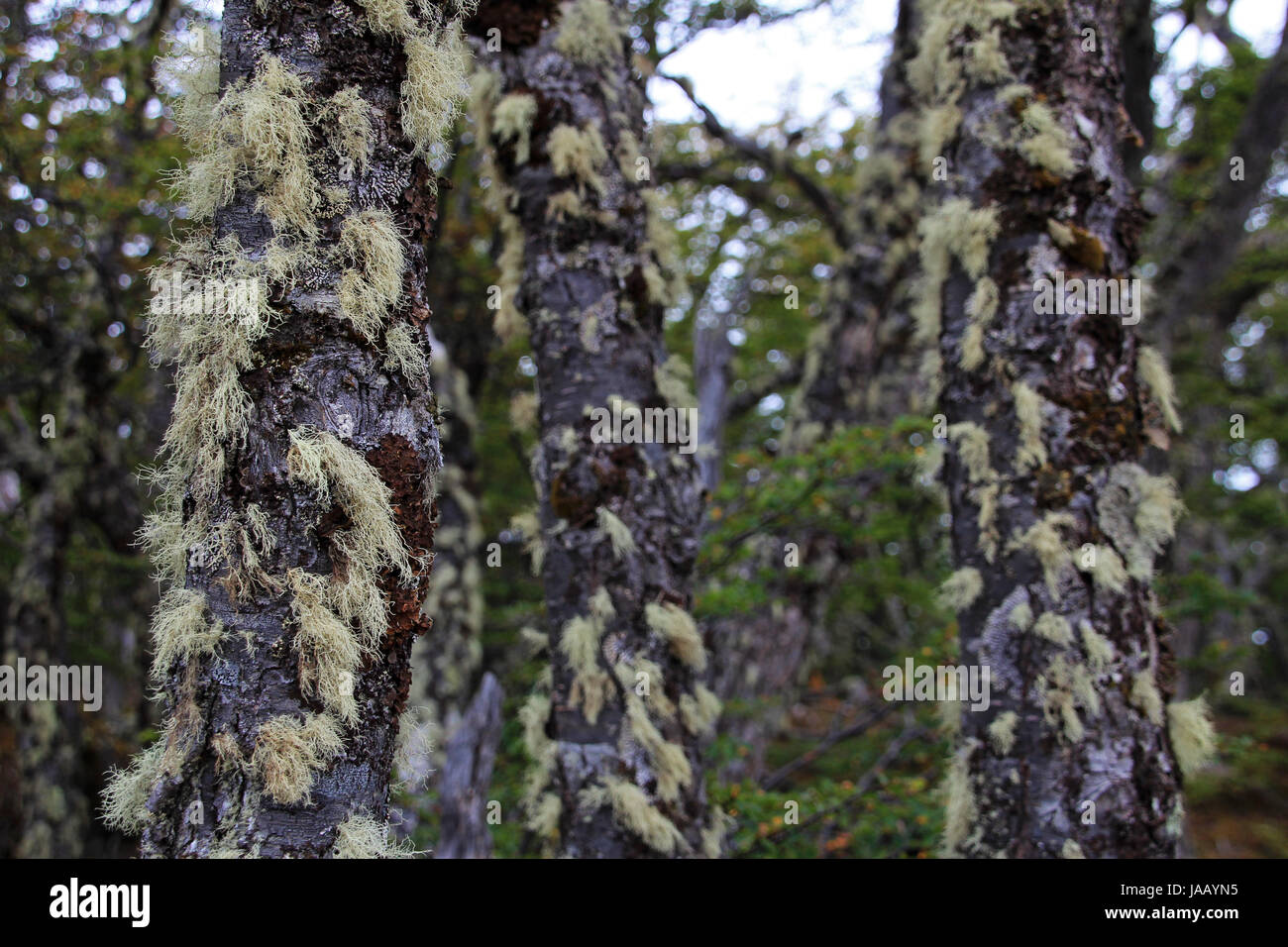 Lenga beech tree forest, Nothofagus Pumilio, Reserva Nacional Laguna ...