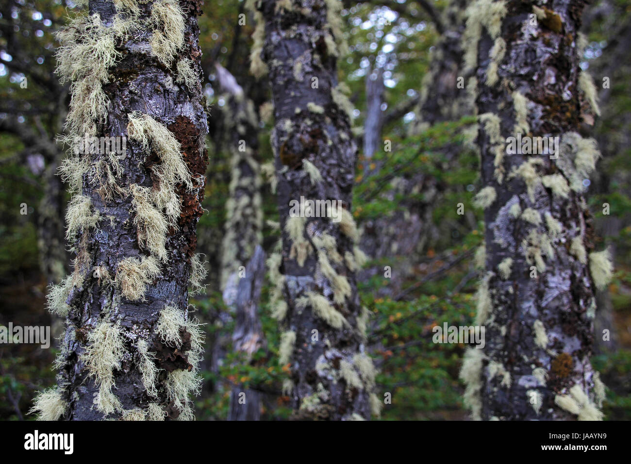 Lenga beech tree forest, Nothofagus Pumilio, Reserva Nacional Laguna ...