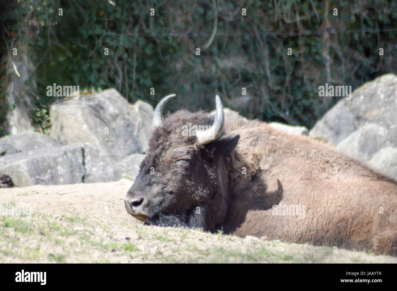 Bison resting in a meadow in a wildlife park in France Stock Photo - Alamy