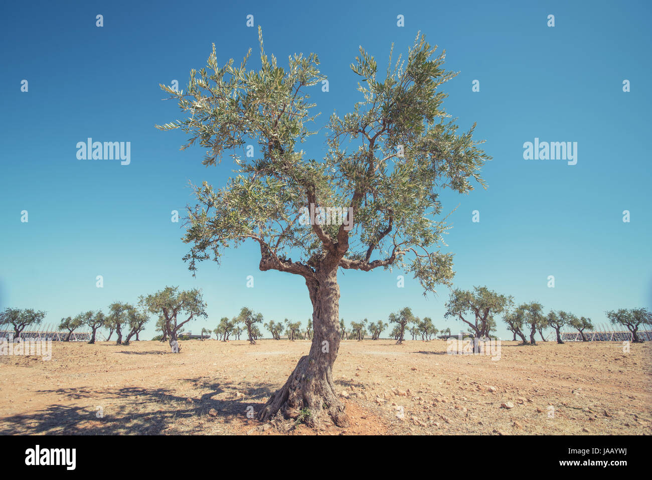Olive tree fields with soil Stock Photo - Alamy
