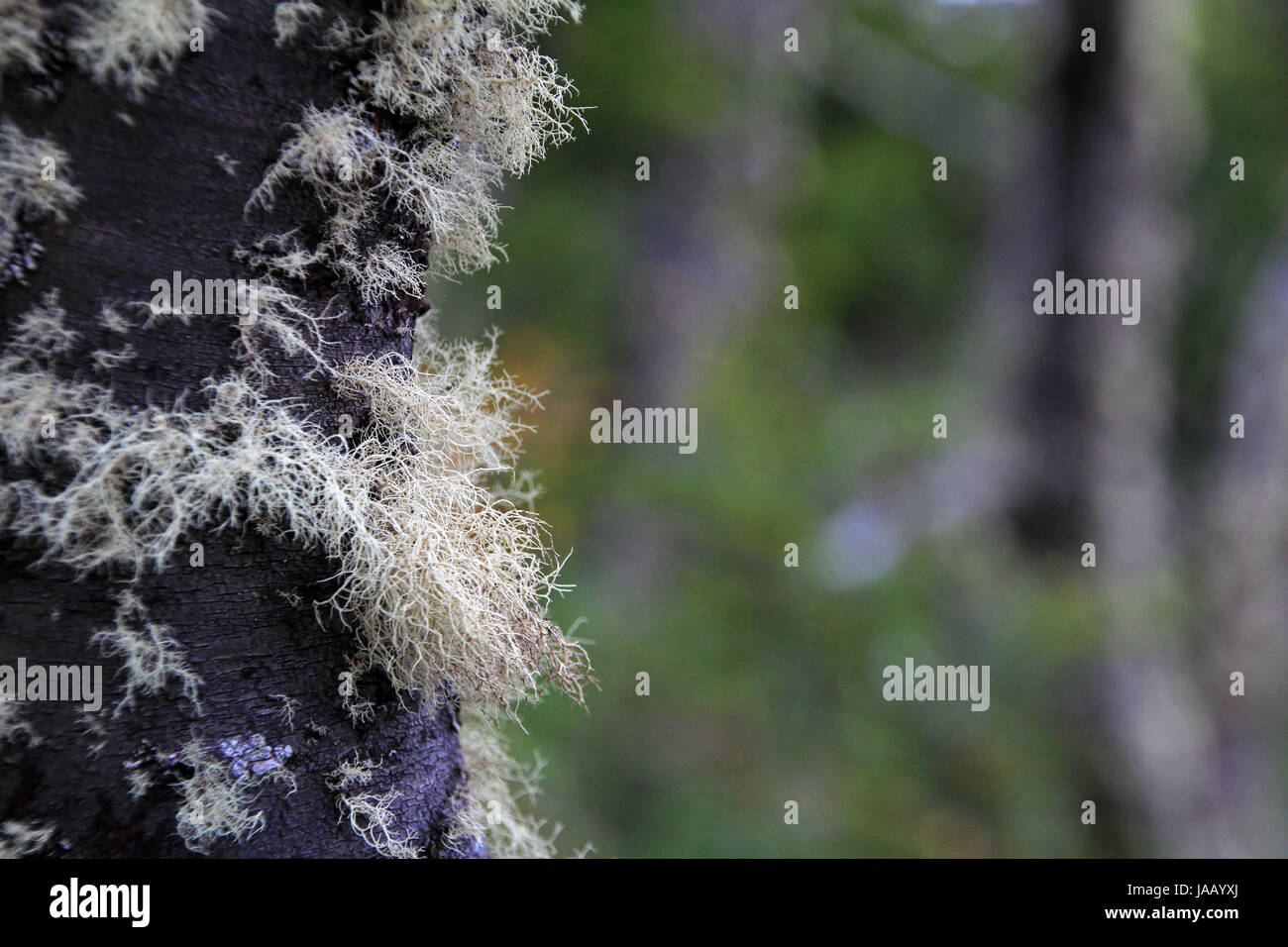 Lenga beech tree forest, Nothofagus Pumilio, Reserva Nacional Laguna ...