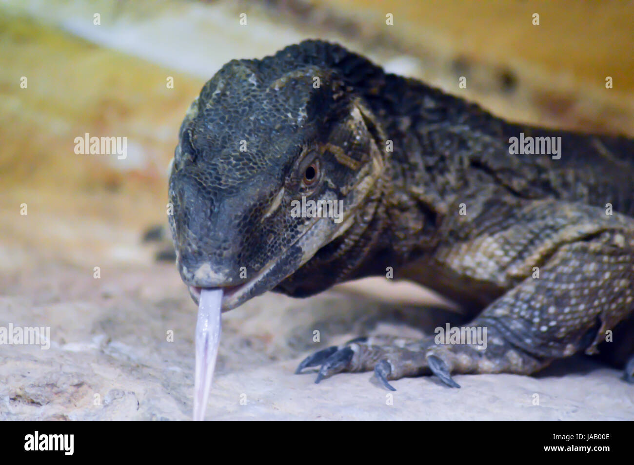 Iguana tongue out in an animal park in France Stock Photo - Alamy
