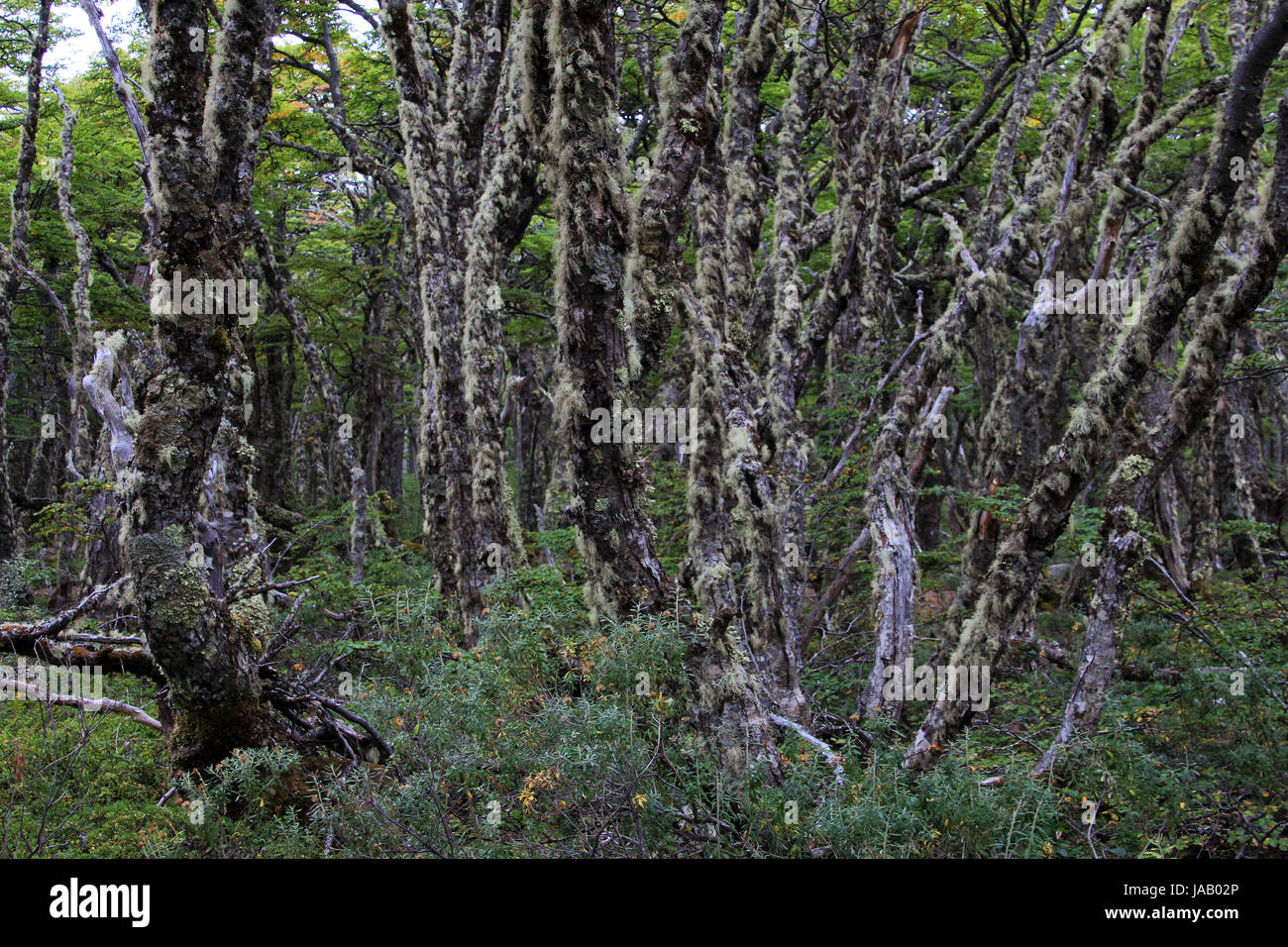 Lenga beech tree forest, Nothofagus Pumilio, Reserva Nacional Laguna ...
