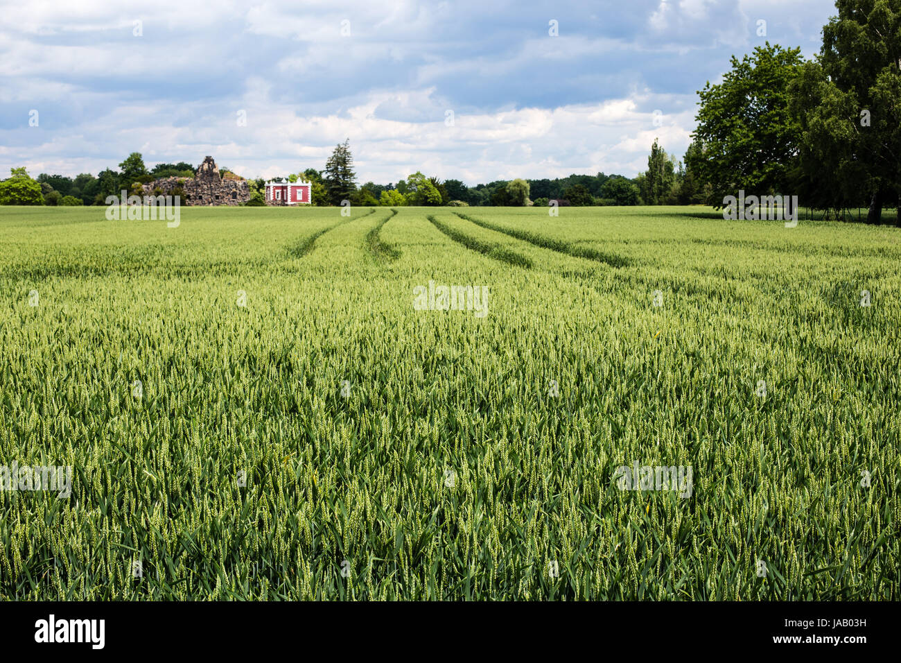 corn field, grain field, bucolic, agriculture, farming, grain, corn ...
