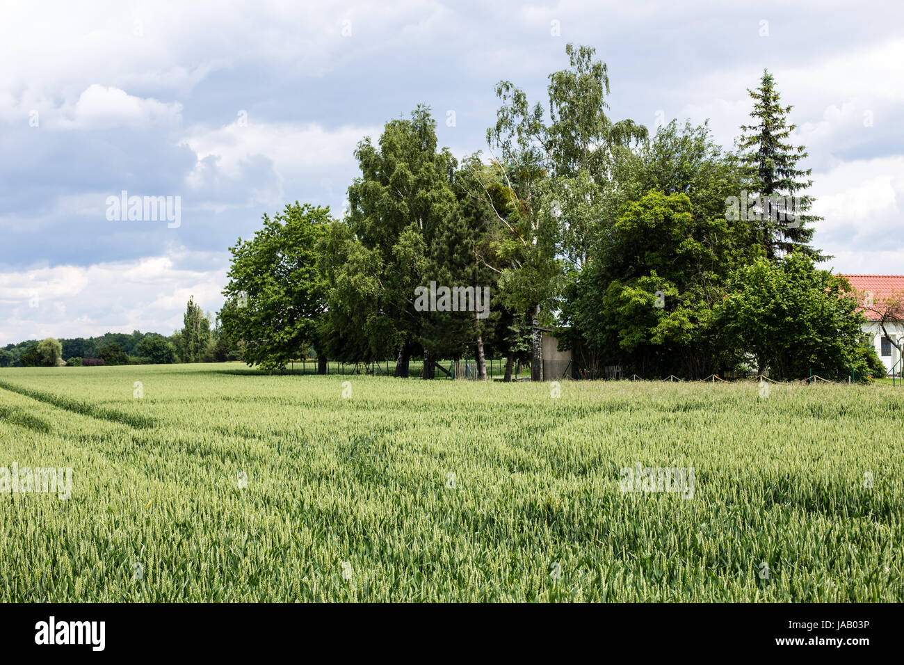 bucolic, agriculture, farming, corn field, bucolic, tree, trees ...