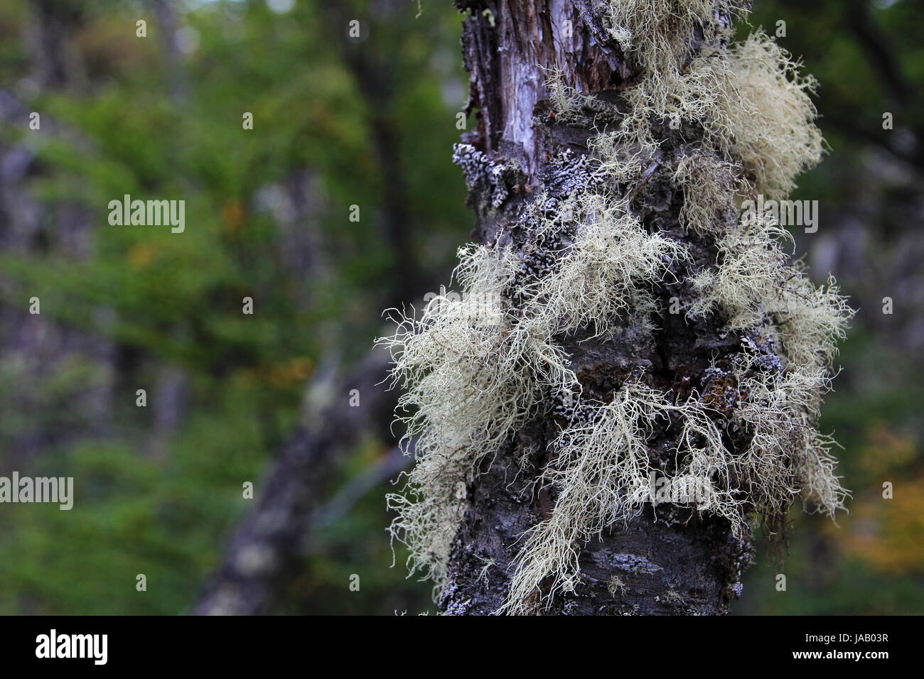Lenga beech tree forest, Nothofagus Pumilio, Reserva Nacional Laguna ...