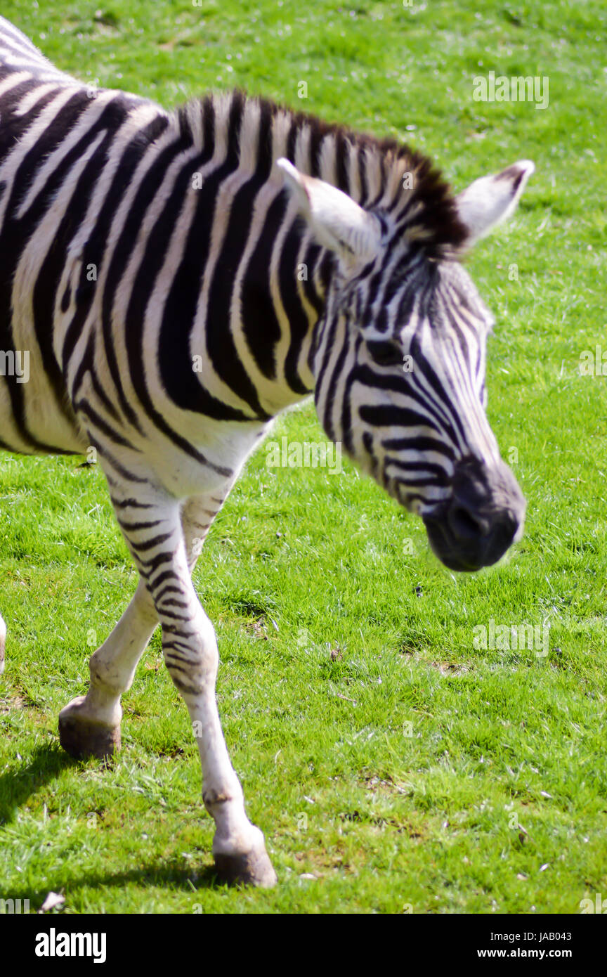 zebra in a meadow in an animal park in France Stock Photo - Alamy