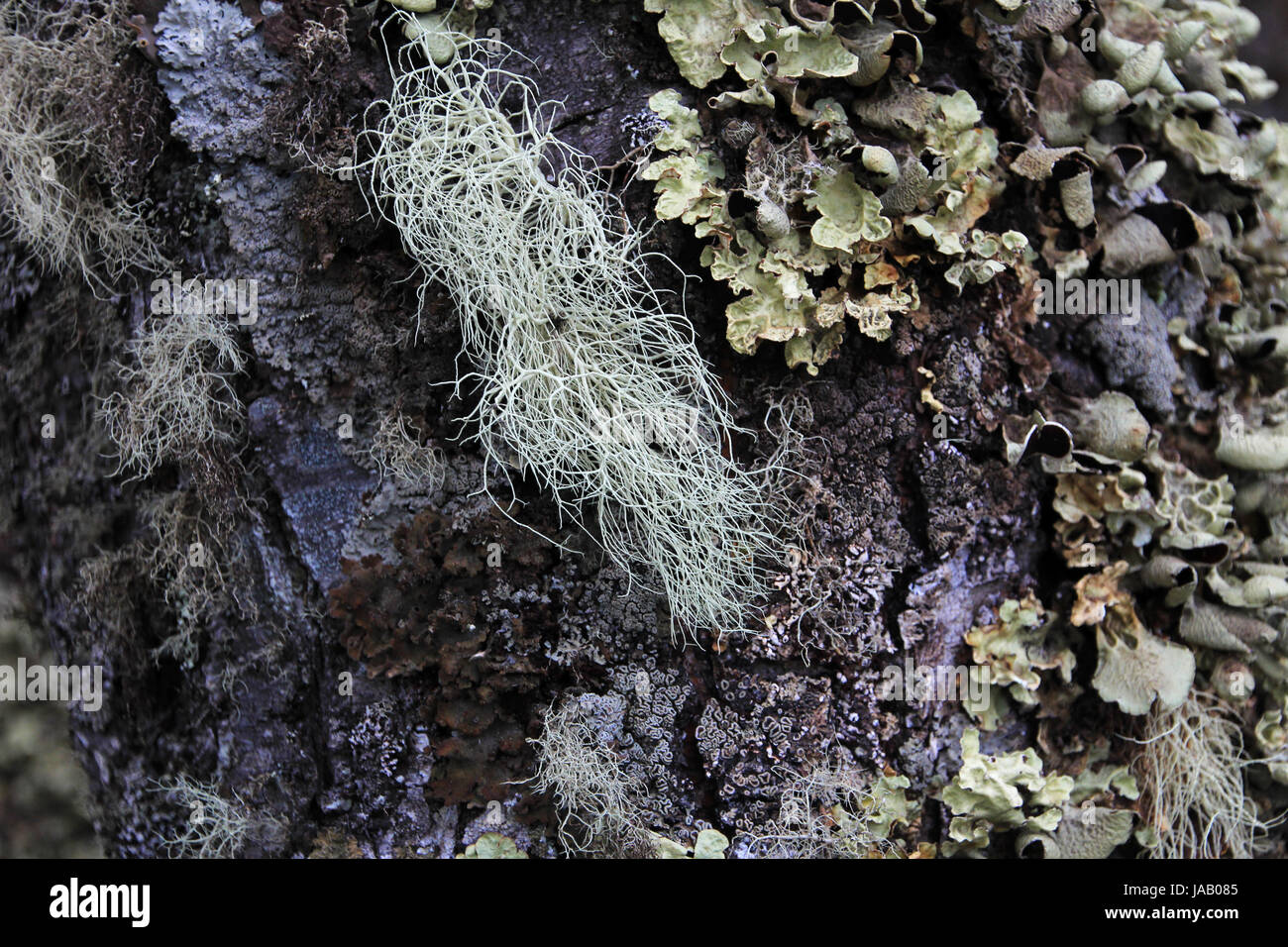 Lenga beech tree forest, Nothofagus Pumilio, Reserva Nacional Laguna ...