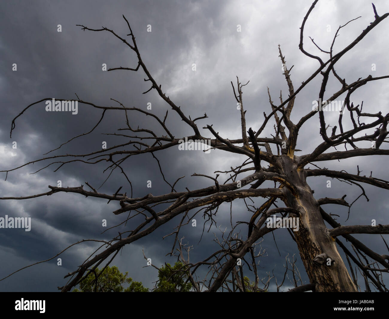 A burned tree after lightning strike at the rim of the Black Canyon of ...