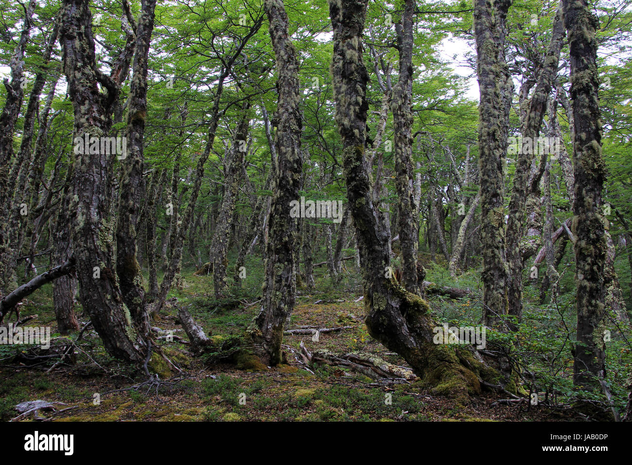Laguna parrillar reserva nacional hi-res stock photography and images ...