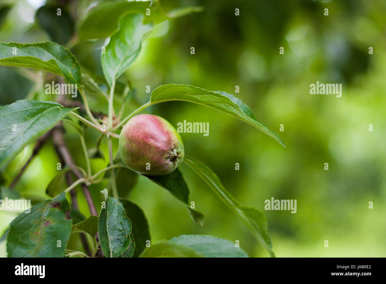 colour, tree, garden, leaves, spring, apples, apple, outside, gardens ...