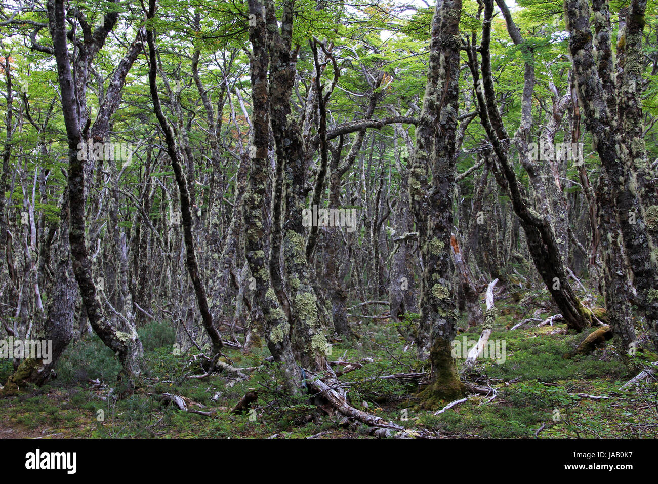 Lenga beech tree forest, Nothofagus Pumilio, Reserva Nacional Laguna ...