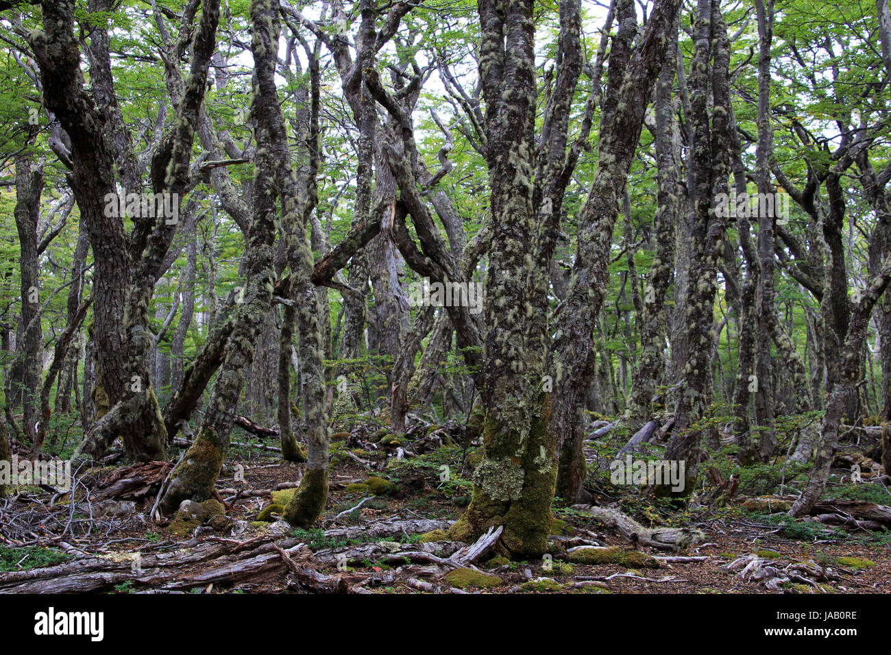 Lenga beech tree forest, Nothofagus Pumilio, Reserva Nacional Laguna ...