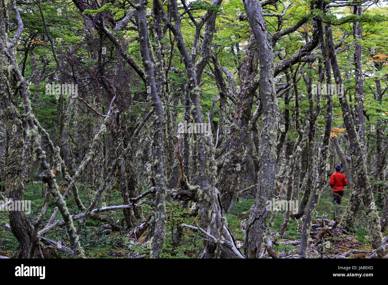 Lenga beech tree forest, Nothofagus Pumilio, Reserva Nacional Laguna ...