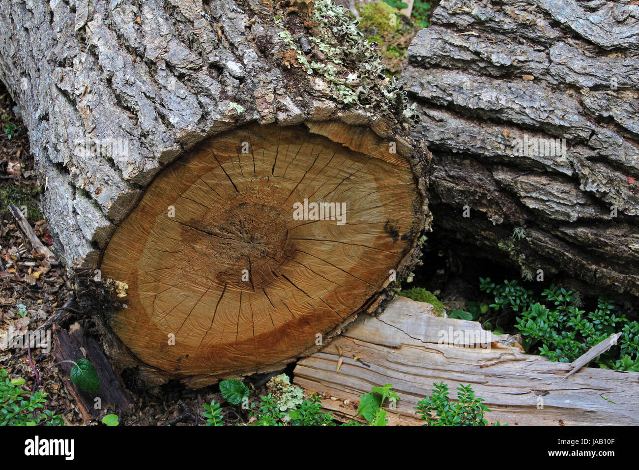 Tree trunk in lenga beech tree forest, Nothofagus Pumilio, Reserva ...