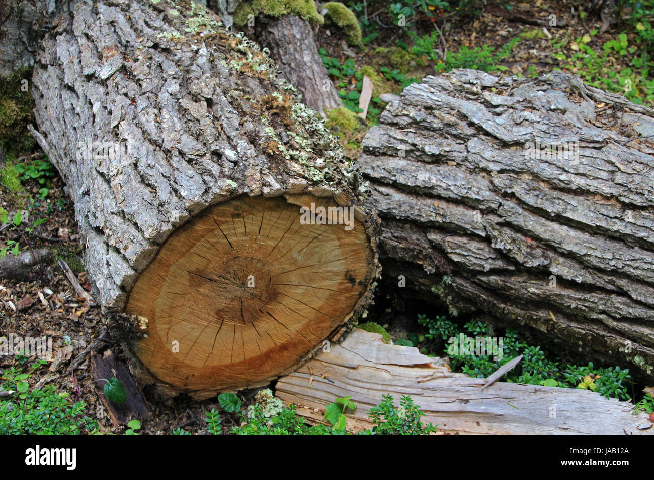 Tree trunk in lenga beech tree forest, Nothofagus Pumilio, Reserva ...