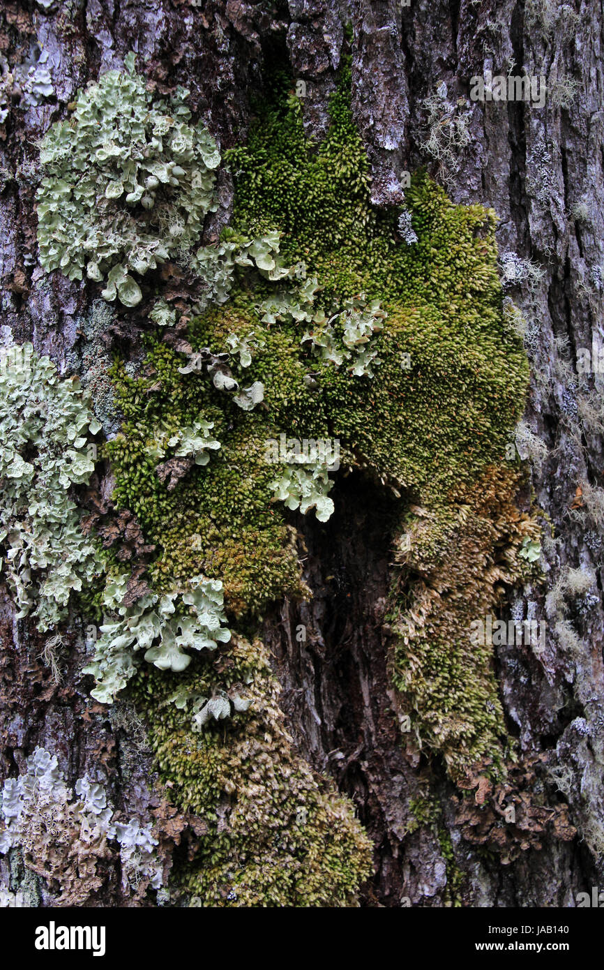 Lenga beech tree forest, Nothofagus Pumilio, Reserva Nacional Laguna ...