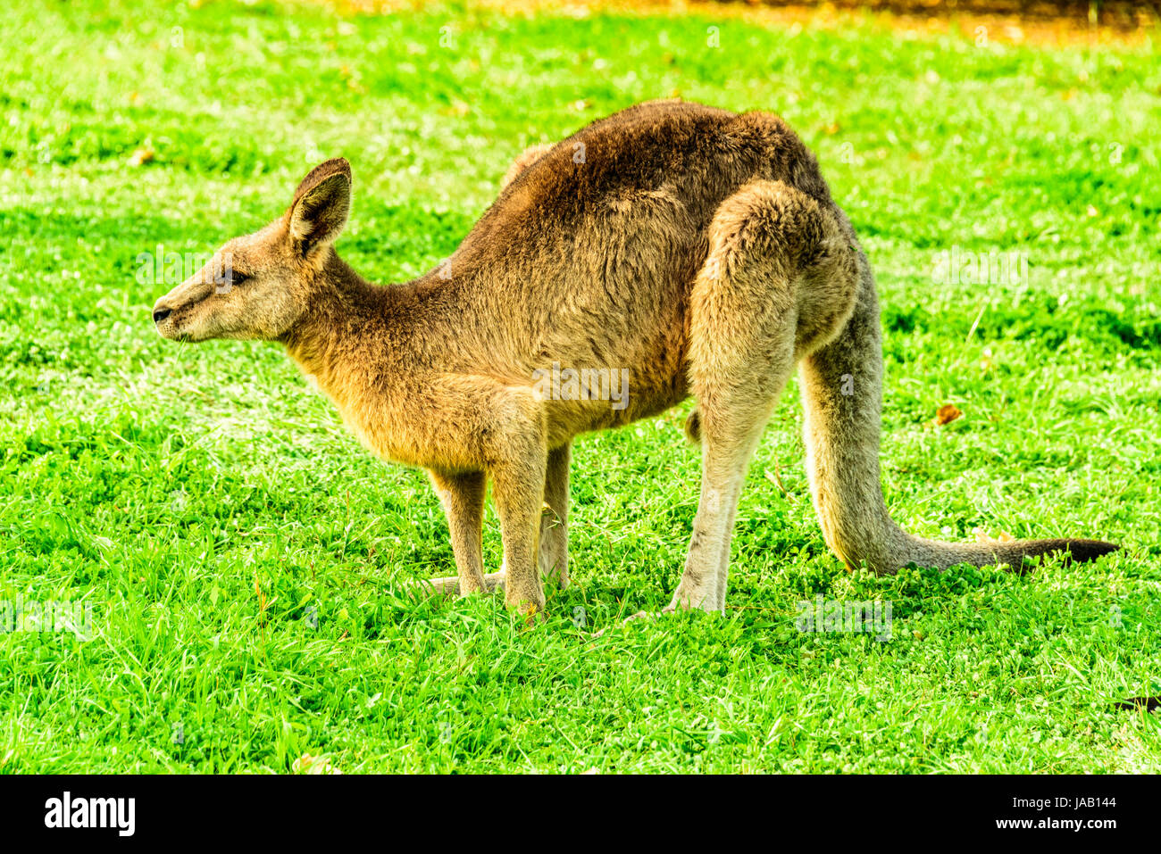 Kangaroos lounging around on the grass at Weston Park, Canberra, ACT ...