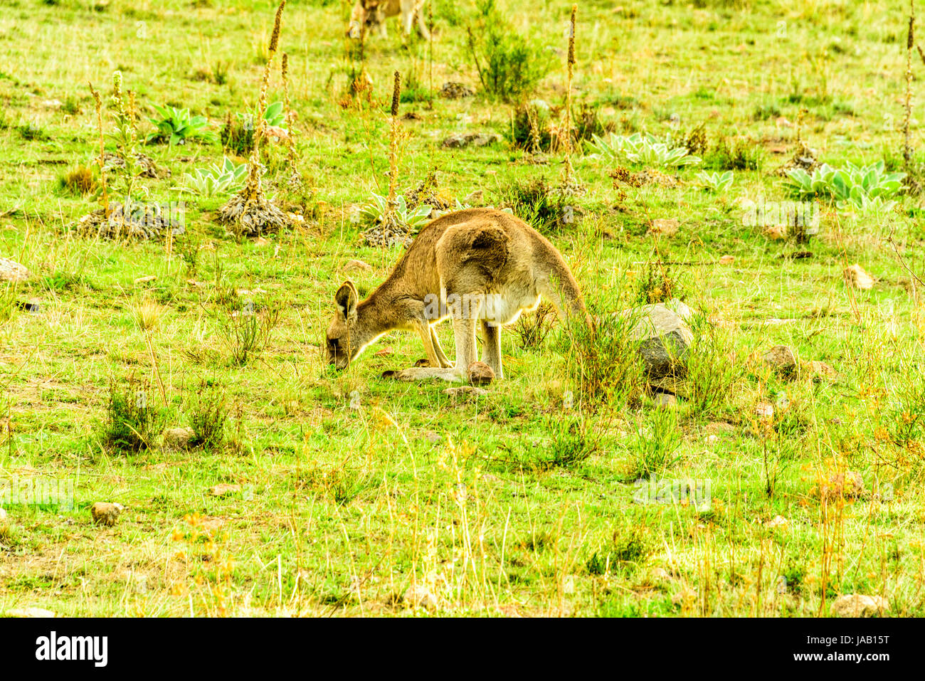 Kangaroos in their natural habitat - Mount Taylor ACT Stock Photo - Alamy