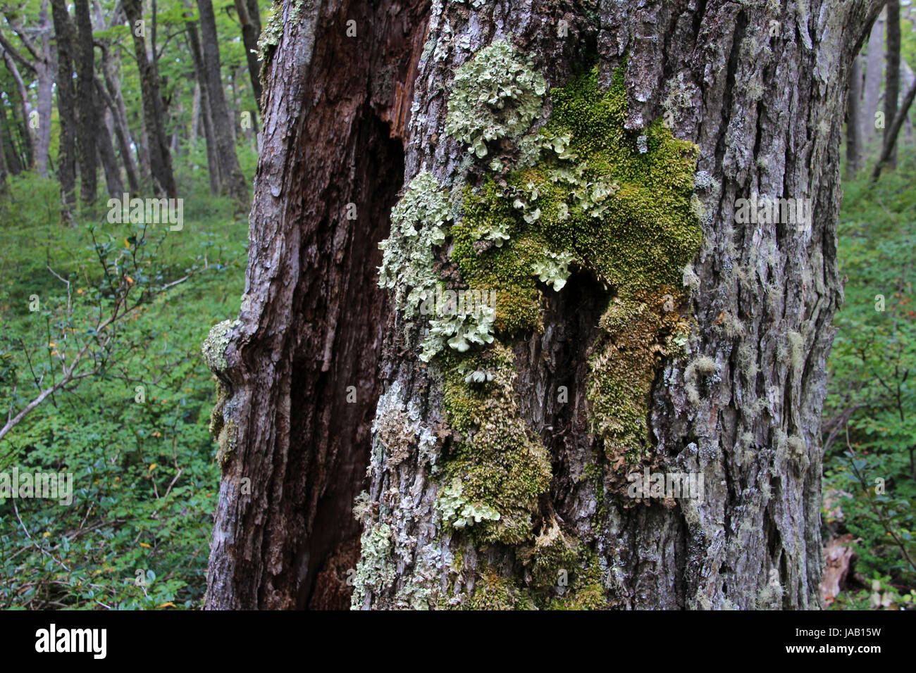 Lenga beech tree forest, Nothofagus Pumilio, Reserva Nacional Laguna ...
