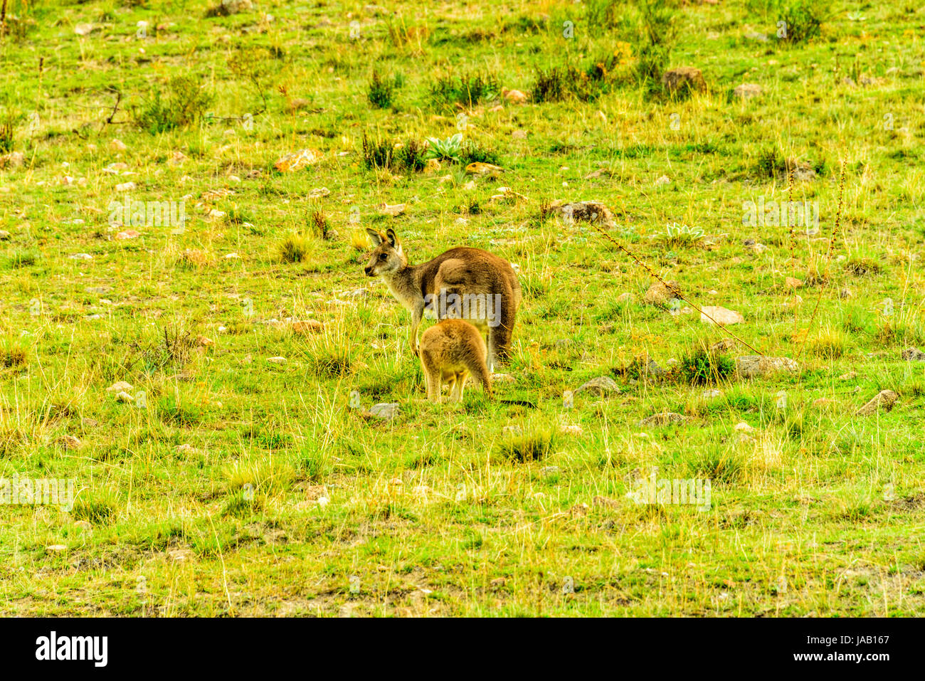 Kangaroos in their natural habitat - Mount Taylor ACT Stock Photo - Alamy