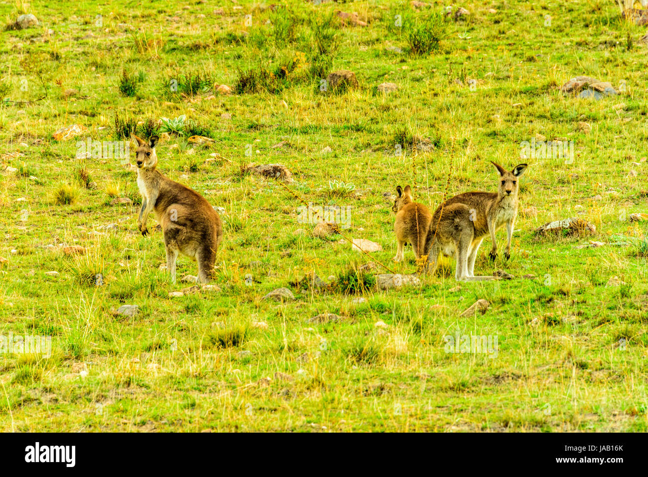 Kangaroos in their natural habitat - Mount Taylor ACT Stock Photo - Alamy