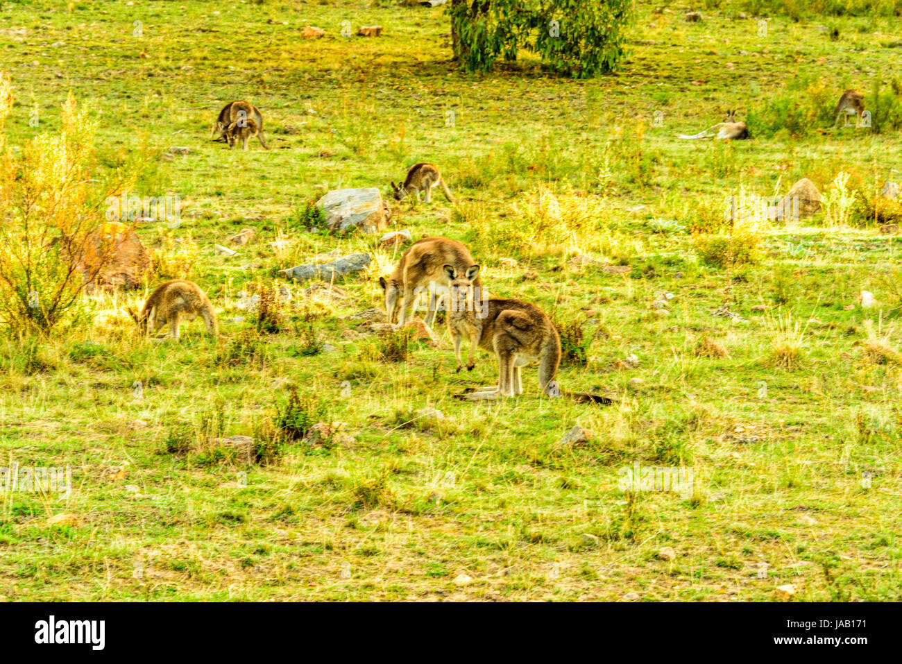 Kangaroos in their natural habitat - Mount Taylor ACT Stock Photo - Alamy