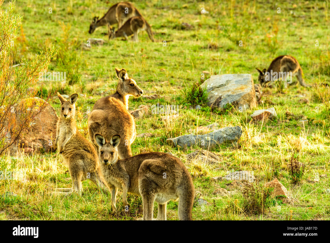 Kangaroos in their natural habitat - Mount Taylor ACT Stock Photo - Alamy