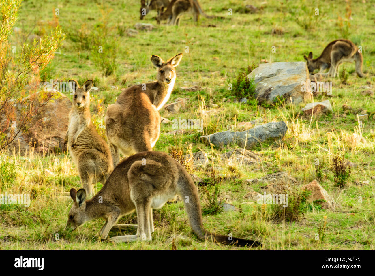 Kangaroos in their natural habitat - Mount Taylor ACT Stock Photo - Alamy