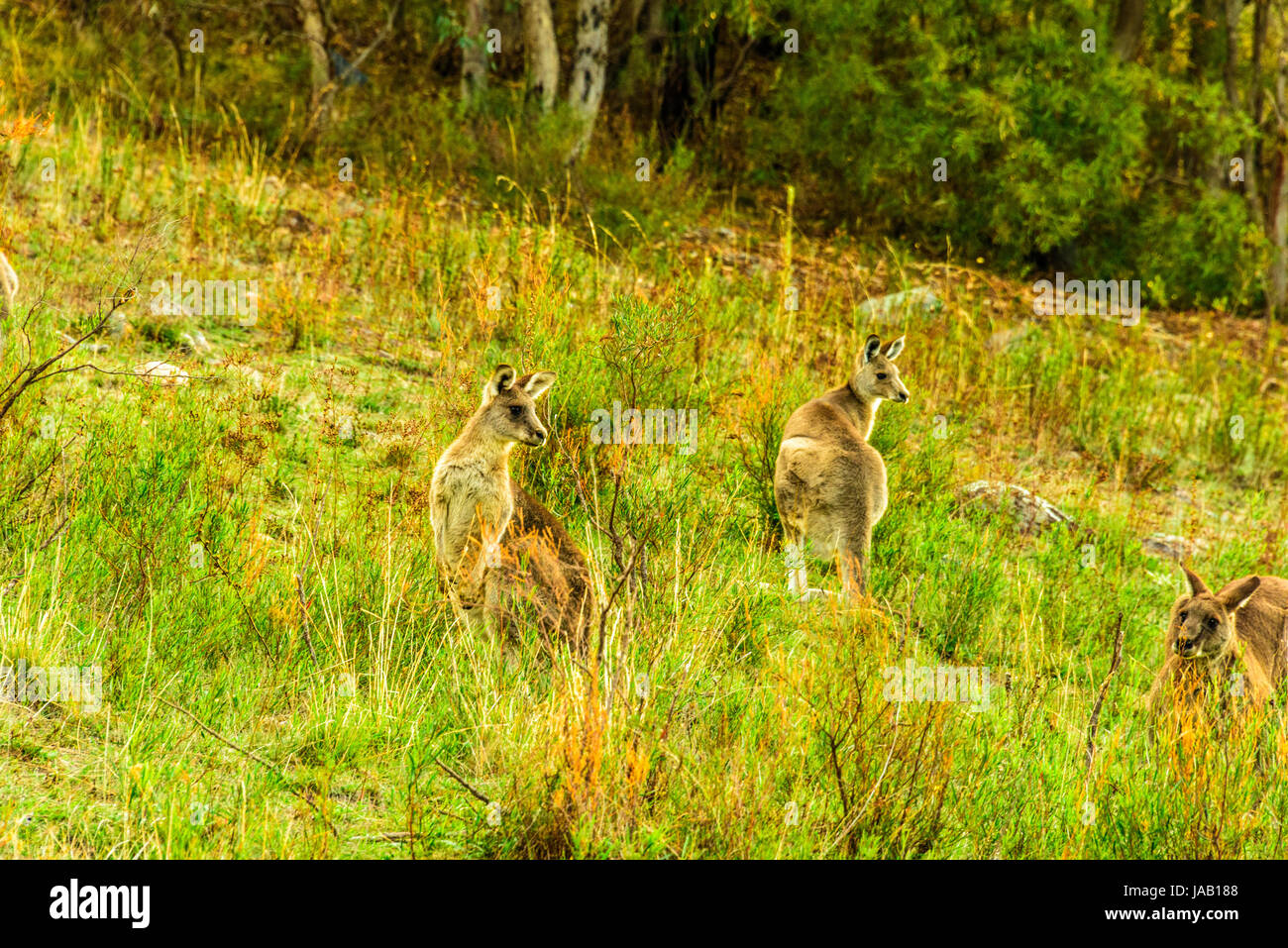 Kangaroos in their natural habitat - Mount Taylor ACT Stock Photo - Alamy