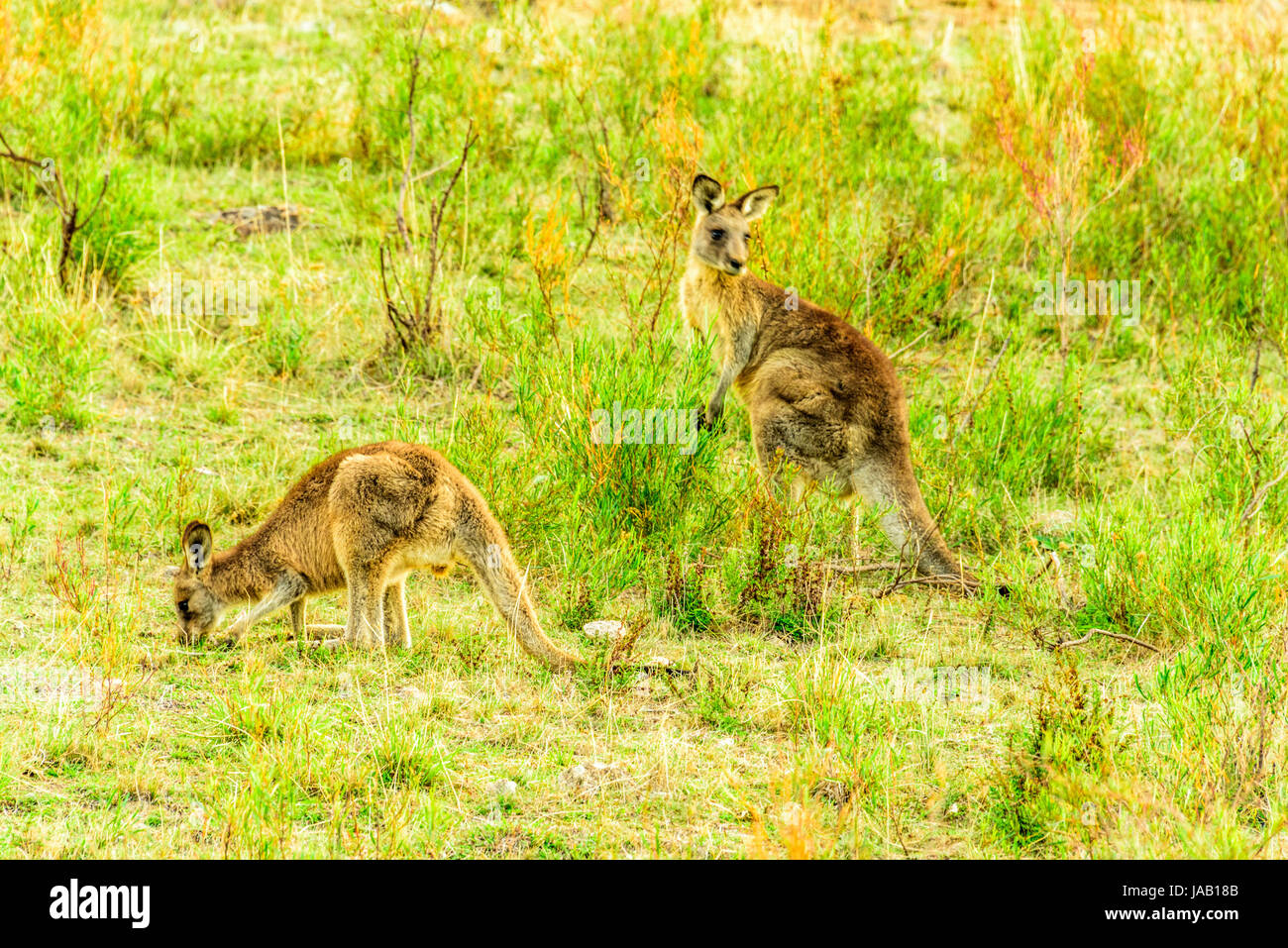 Kangaroos in their natural habitat - Mount Taylor ACT Stock Photo - Alamy