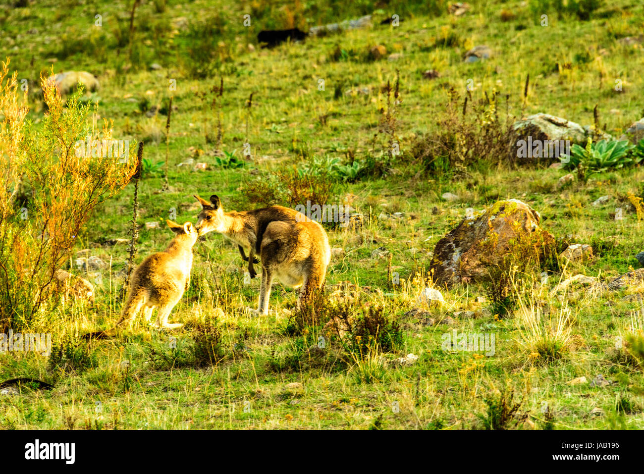 Kangaroos in their natural habitat - Mount Taylor ACT Stock Photo - Alamy