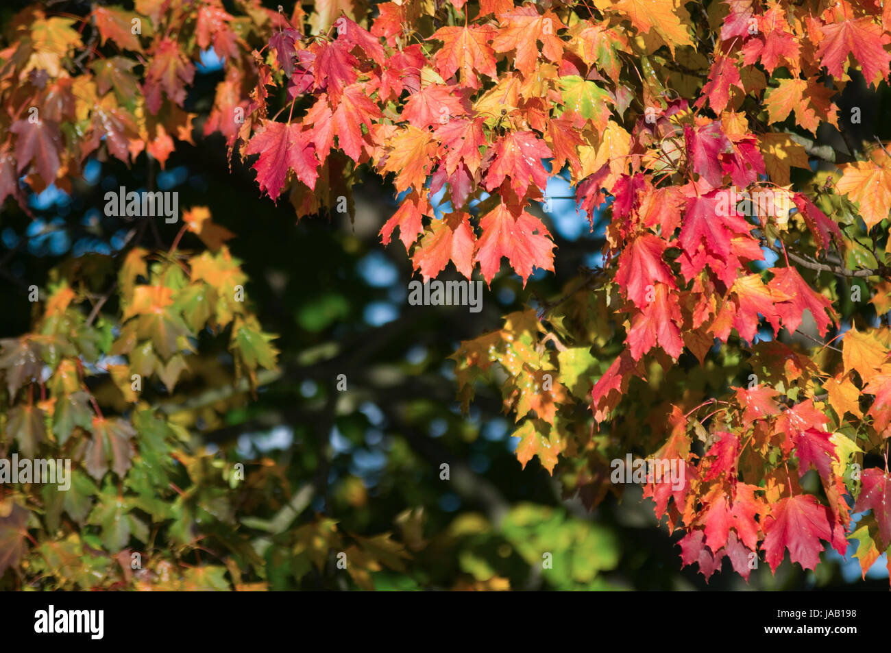 blue, leaf, tree, leaves, coloured, colourful, gorgeous, multifarious ...