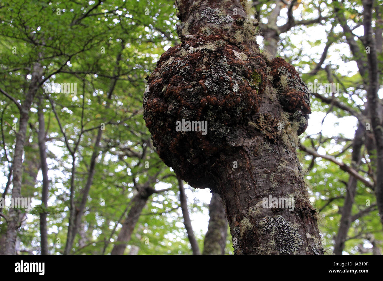 Lenga beech tree forest, Nothofagus Pumilio, Reserva Nacional Laguna ...