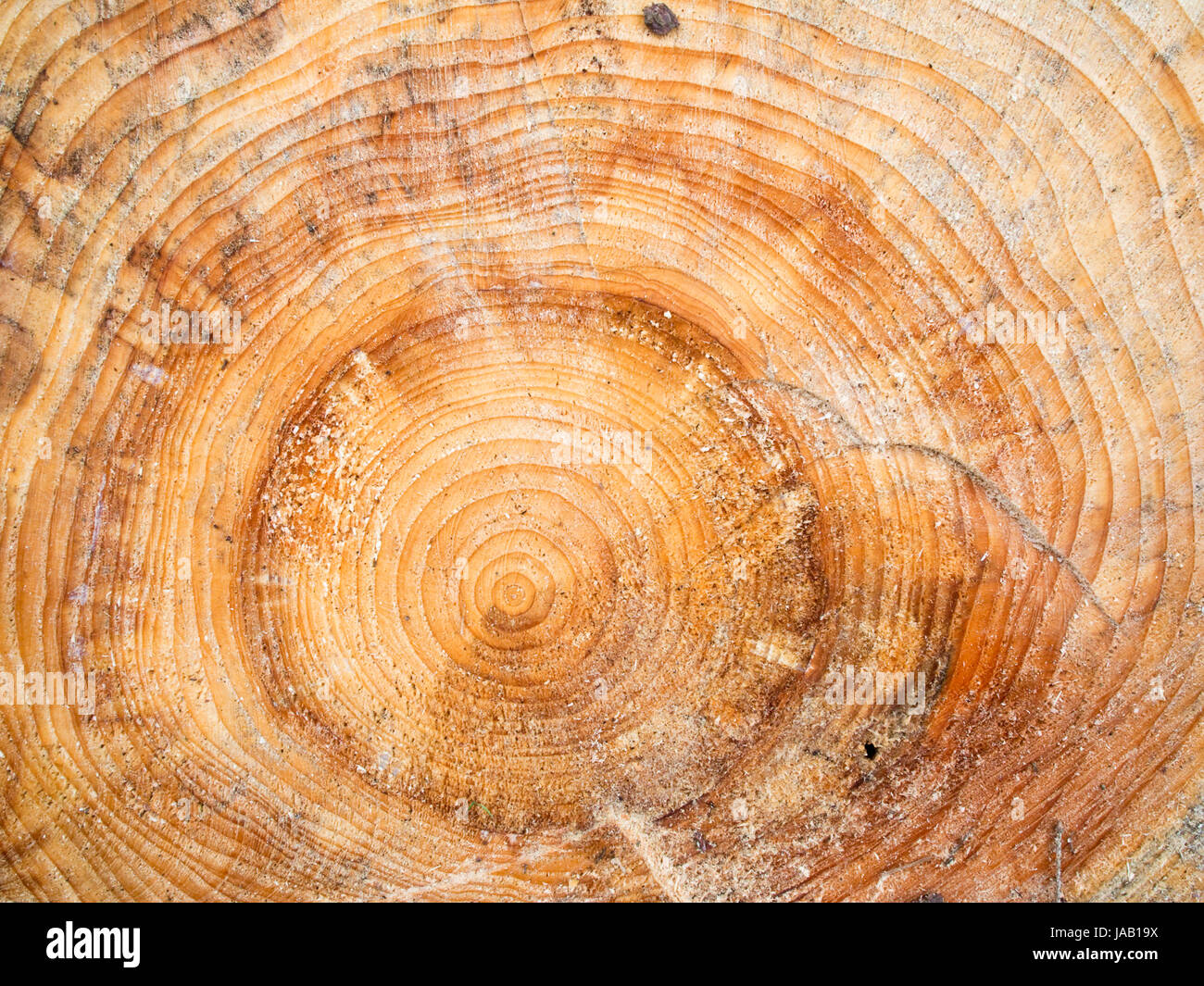 Tree trees time olden hi-res stock photography and images - Alamy