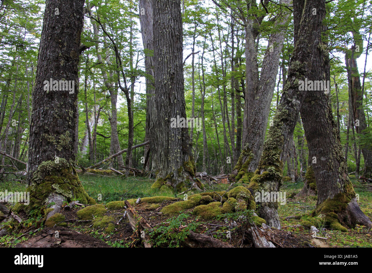 Lenga beech tree forest, Nothofagus Pumilio, Reserva Nacional Laguna ...