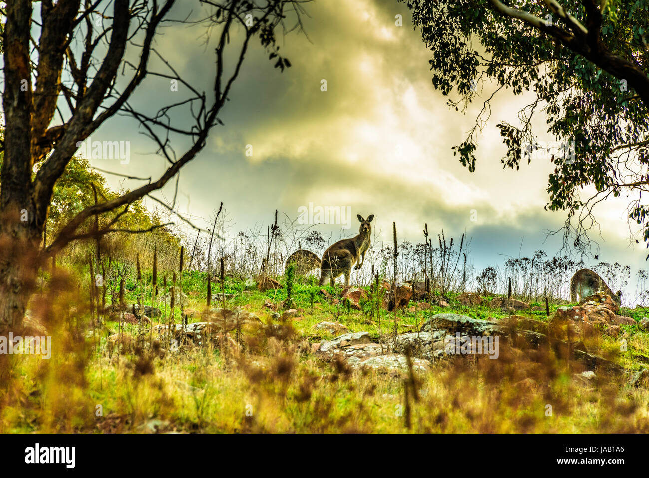 Storm gathering over the horizon. Kangaroos in their natural habitat ...
