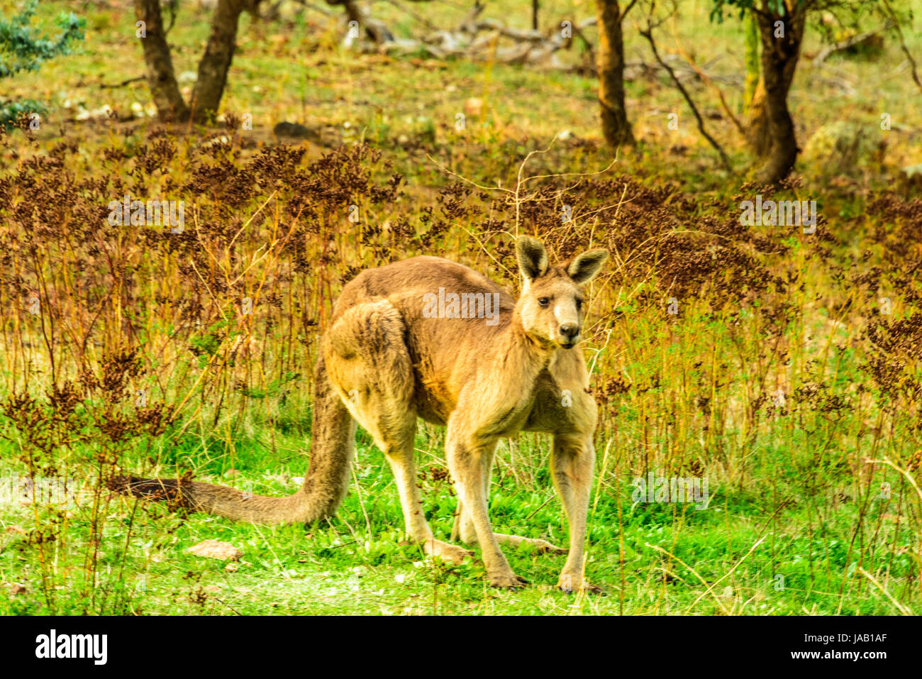 Big Grey male flexing his muscles, warning us off his harem! Kangaroos ...
